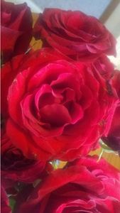 Sunshine and Roses | Blue Connotations